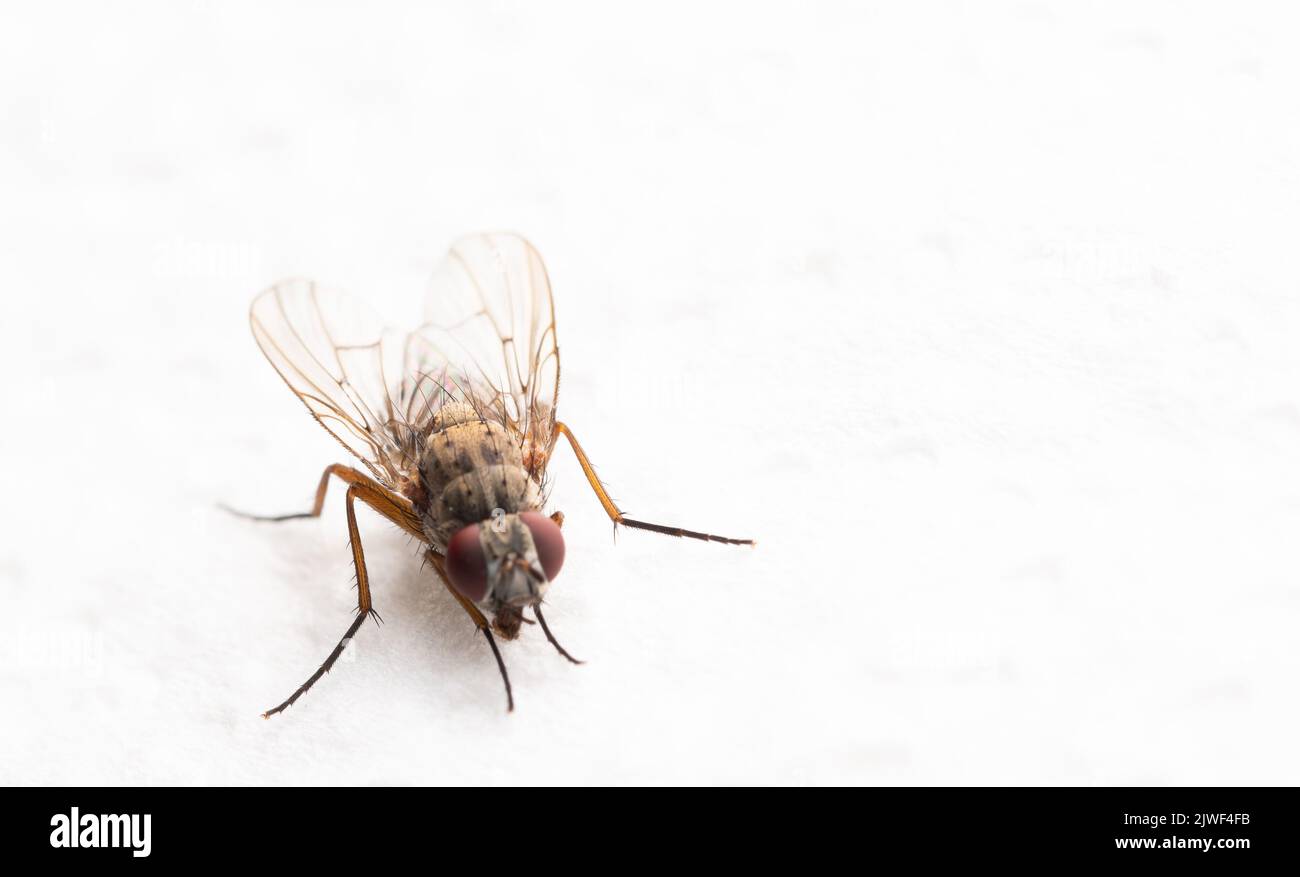 Housefly close-up. A fly on a white paper towel. The eye of a fly in ...