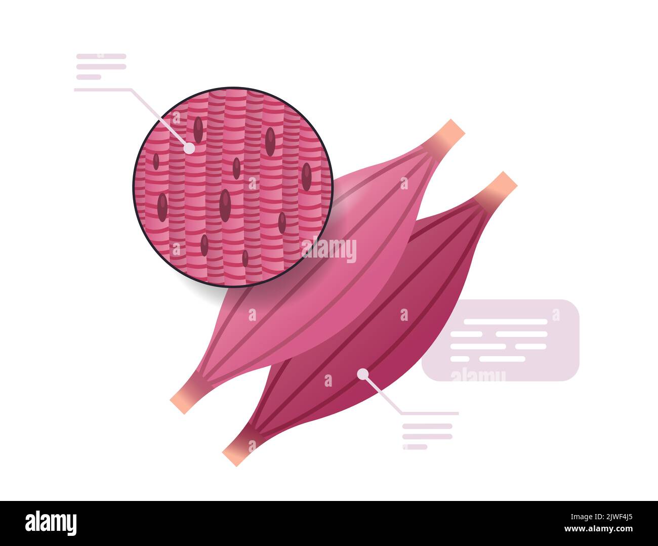 detailed explanation muscle structure human internal organ anatomy ...