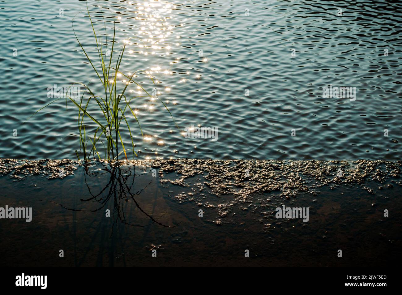 Image of reed and water lit by the evening sun Stock Photo - Alamy