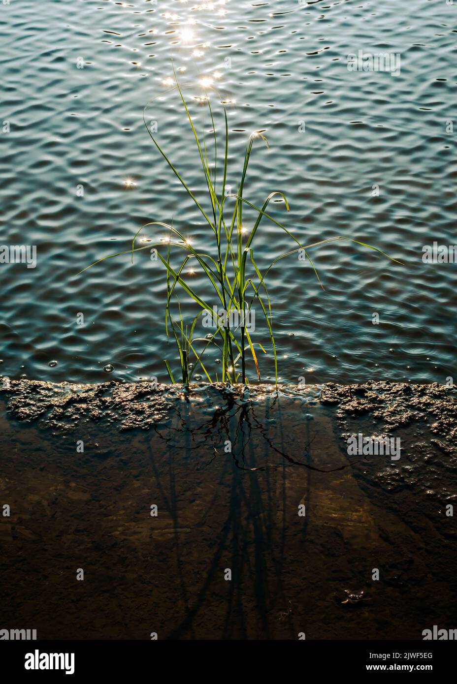 Vertical image of reed and water lit by the evening sun Stock Photo - Alamy