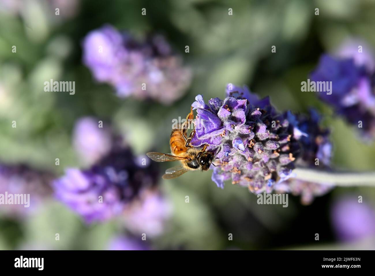 A Selective focus of a lavender flowers in a green field Stock Photo ...