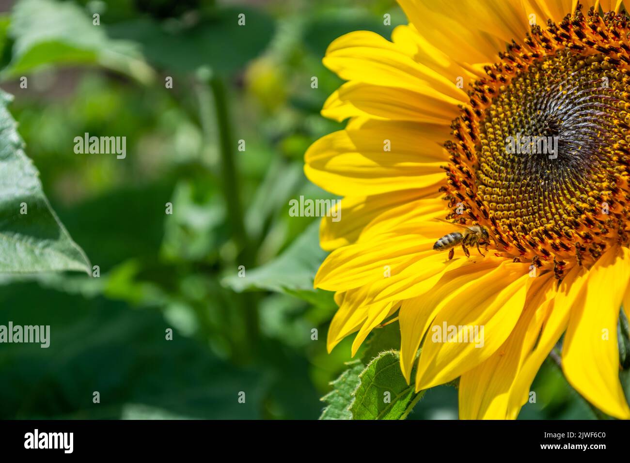 Bee pollination of a blooming sunflower. Good bright weather Stock ...