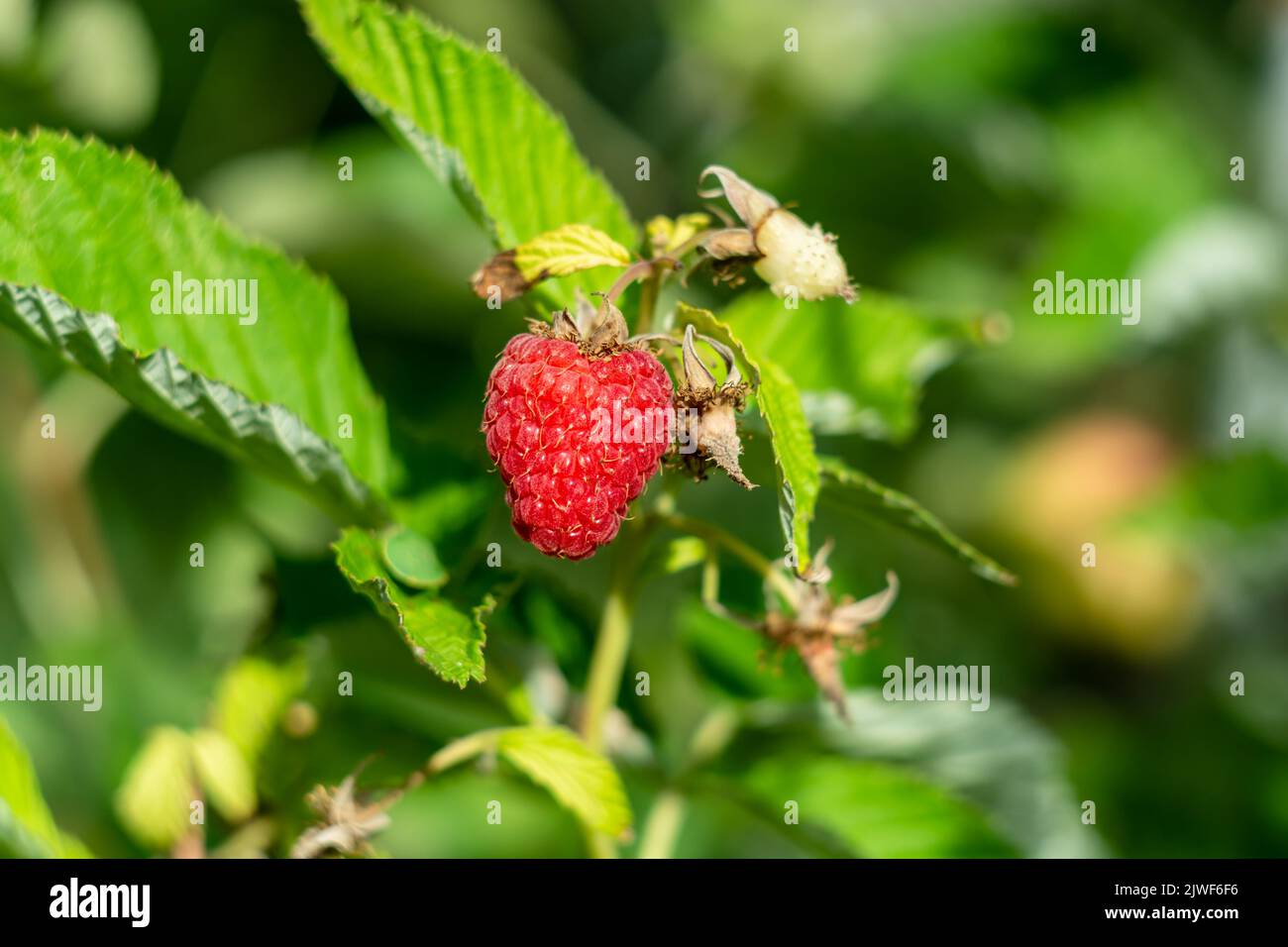Big raspberry hi-res stock photography and images - Alamy