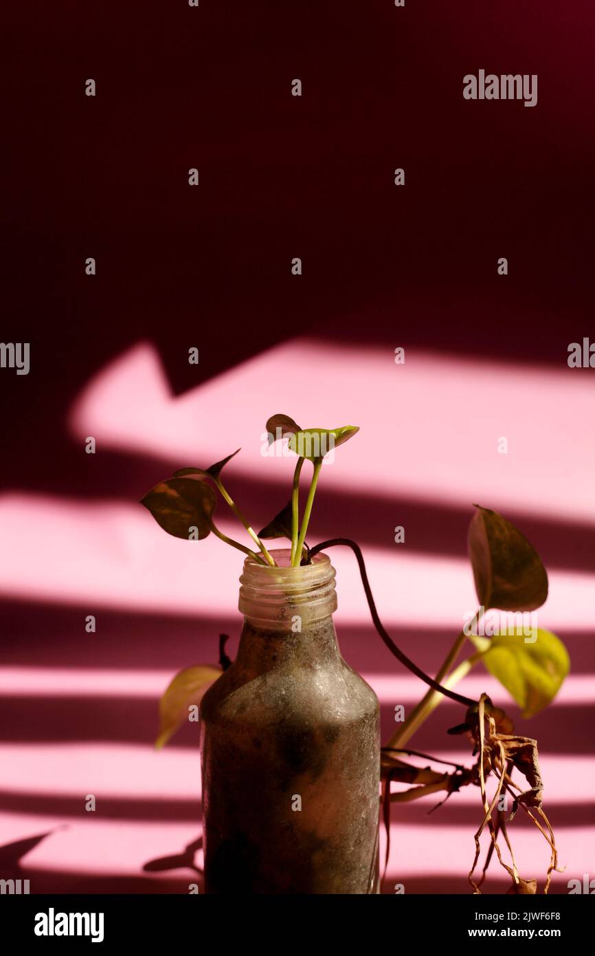 close up dirty bottle vase with plant Stock Photo - Alamy
