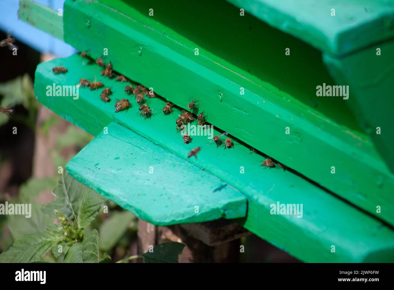 Close-up of bees near the beehive. Work with bees in the apiary Stock ...