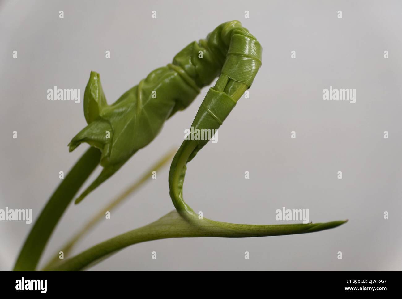 Close up of a new and unfurled green leaf of Philodendron Bob Cee, a ...