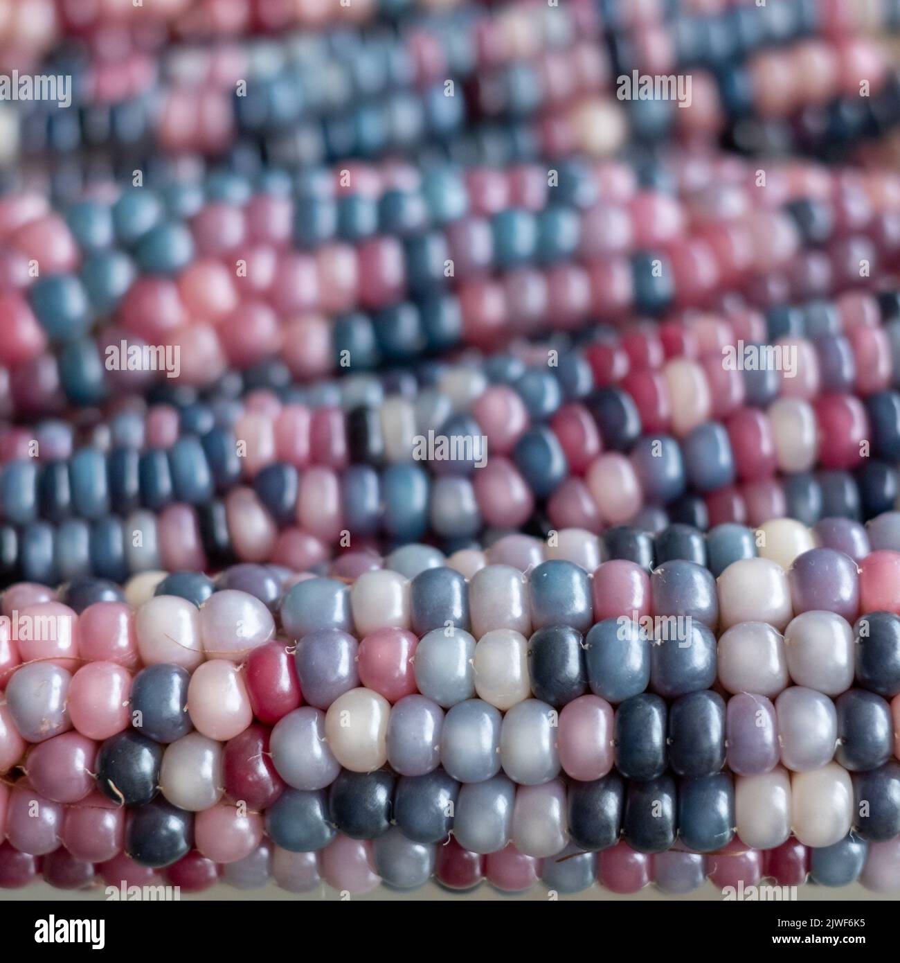 Zea Mays gem glass corn cobs with bright rainbow coloured kernels ...