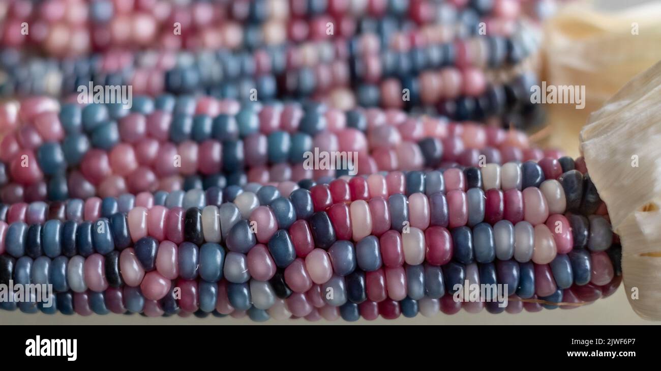 Zea Mays gem glass corn cobs with bright rainbow coloured kernels ...