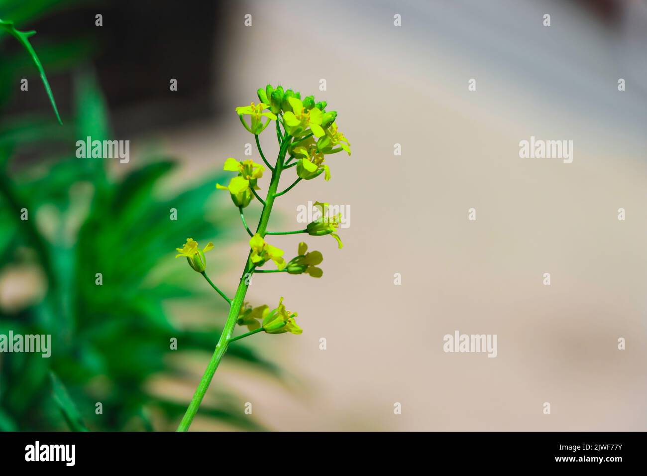 Wintercress hi-res stock photography and images - Alamy