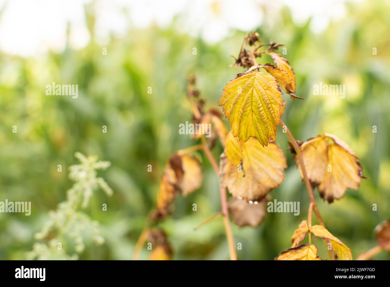 Yellow leaves on a raspberry bush. Autumn theme. Gardening Stock Photo ...