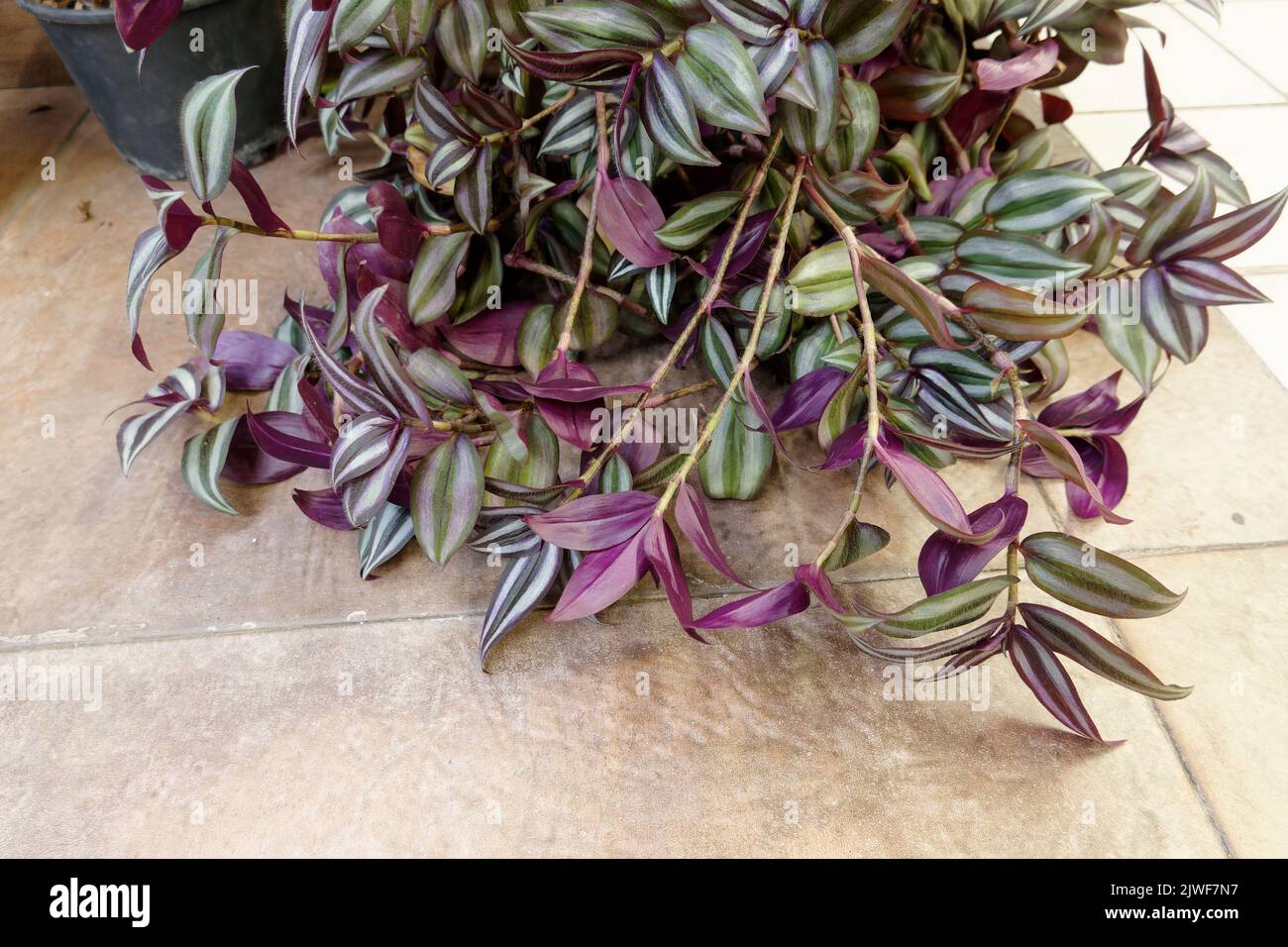 Wandering Jew, Wandering Dude, Inch Plant, Spiderwort or Tradescantia ...