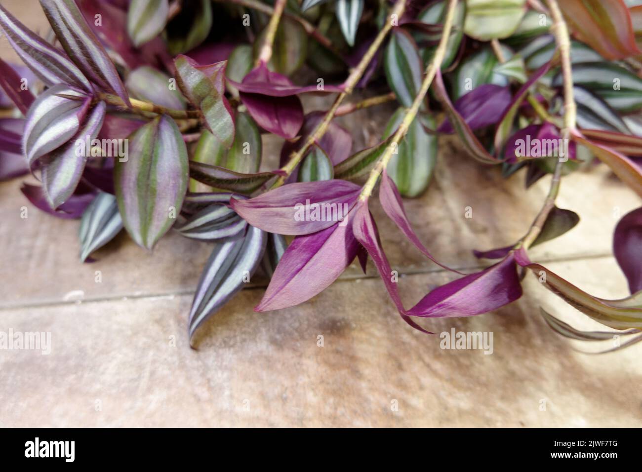 Wandering Jew, Wandering Dude, Inch Plant, Spiderwort or Tradescantia ...