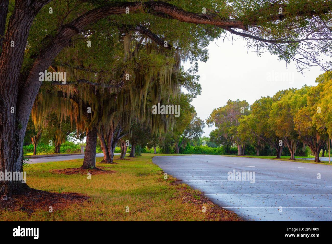 Everglades trees hi-res stock photography and images - Alamy