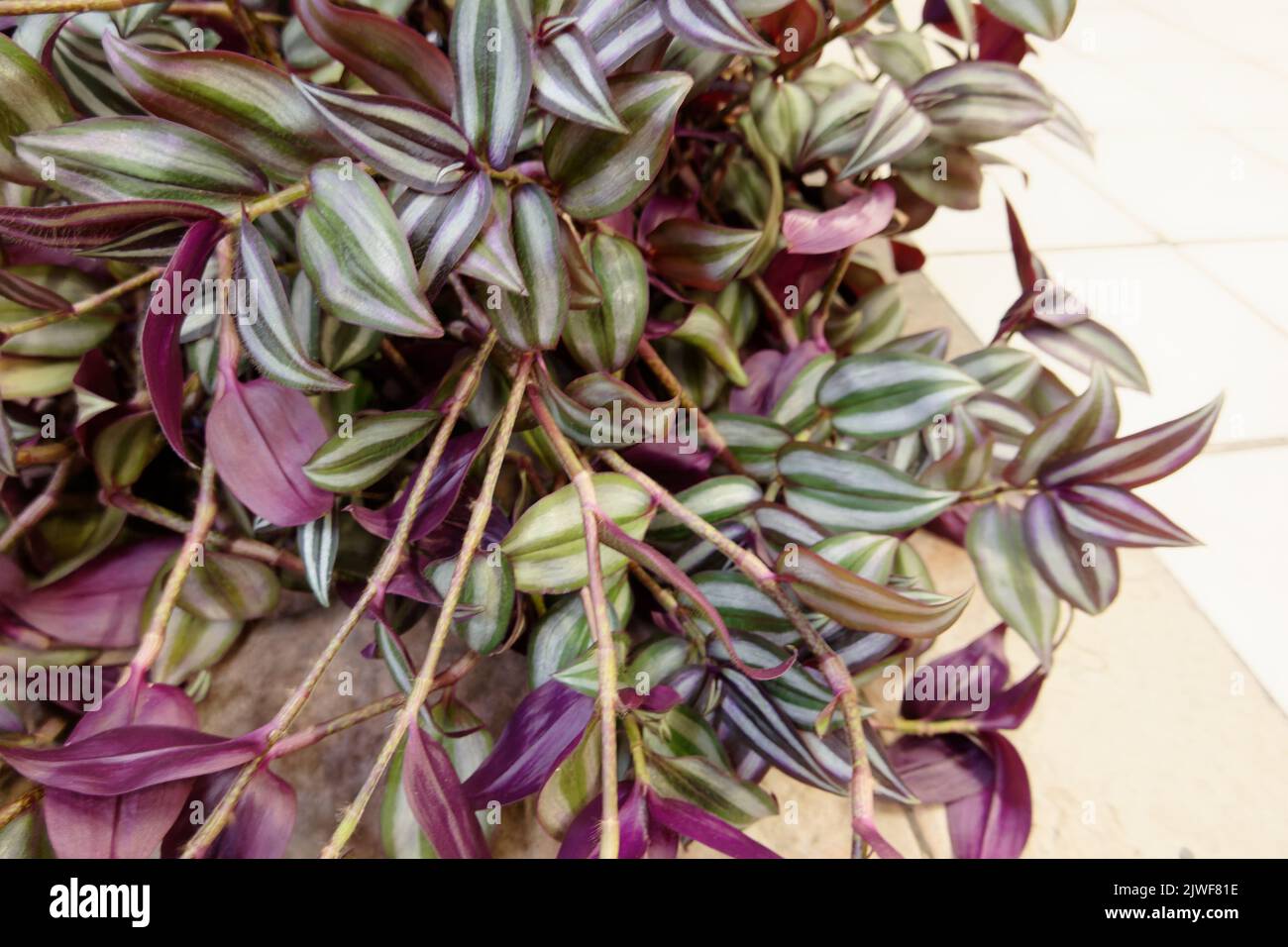 Wandering Jew Wandering Dude Inch Plant Spiderwort Or Tradescantia Zebrina Plant Flowers