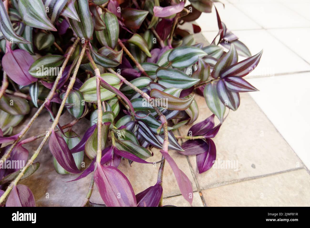 Tradescantia purple inch plant hi-res stock photography and images - Alamy