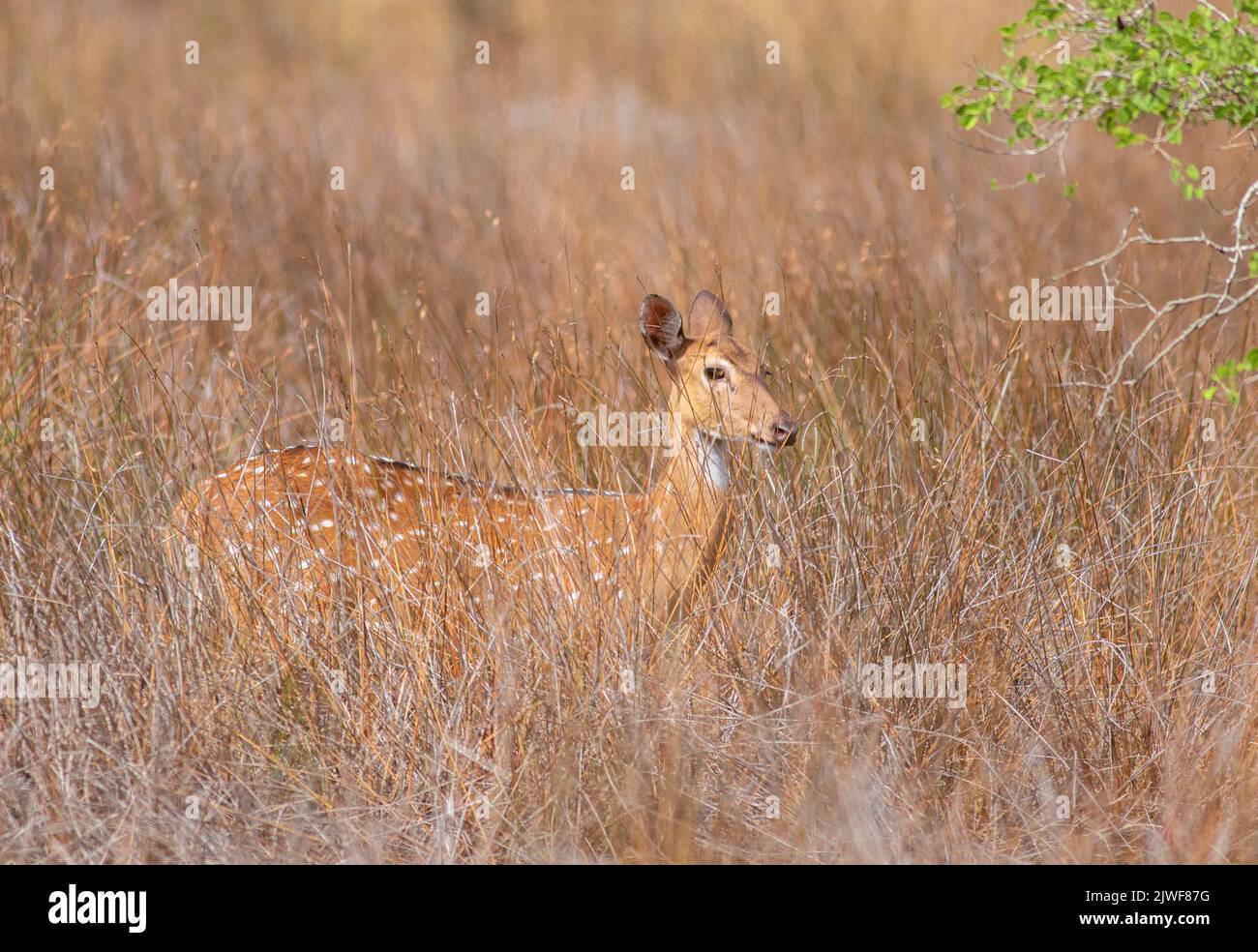 deer in the savannah; deer in the grass; deer standing in the sun; male ...