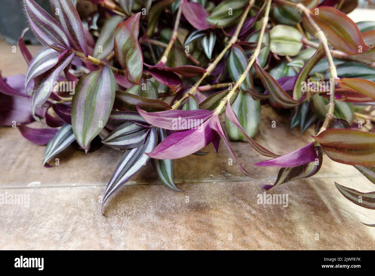 Wandering Jew, Wandering Dude, Inch Plant, Spiderwort or Tradescantia ...