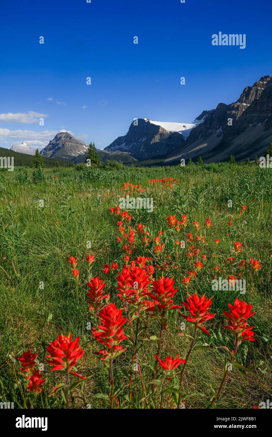 Paintbrush flowers, Icefield Parkway, Banff National Park, Alberta ...