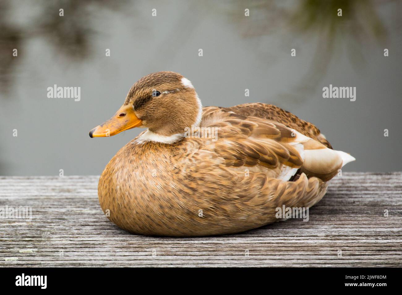A duck taking a rest Stock Photo - Alamy