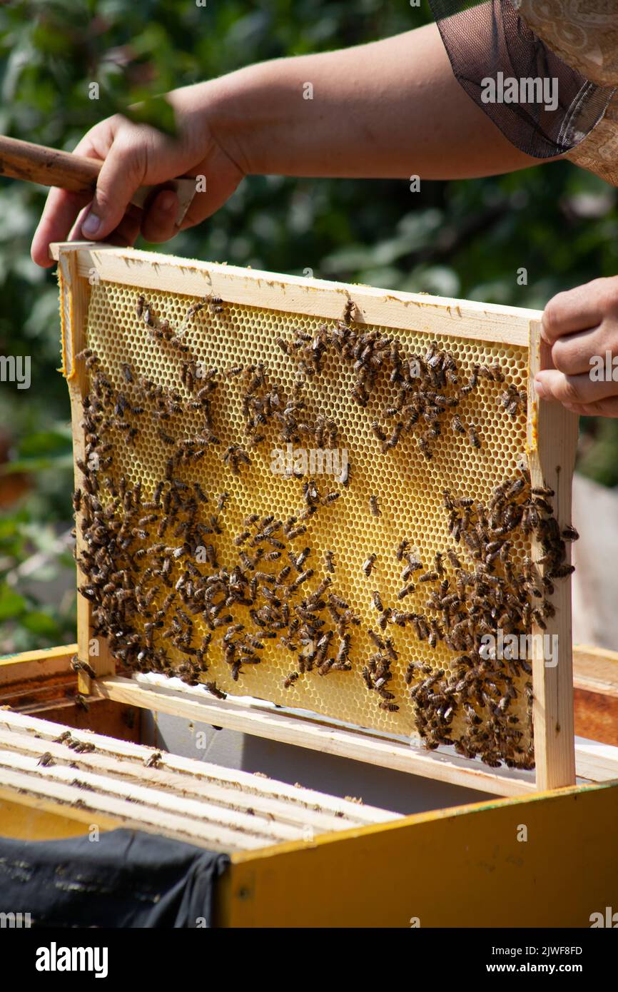 A beekeeper lays a frame with honeycomb honey and bees to a hive in an ...