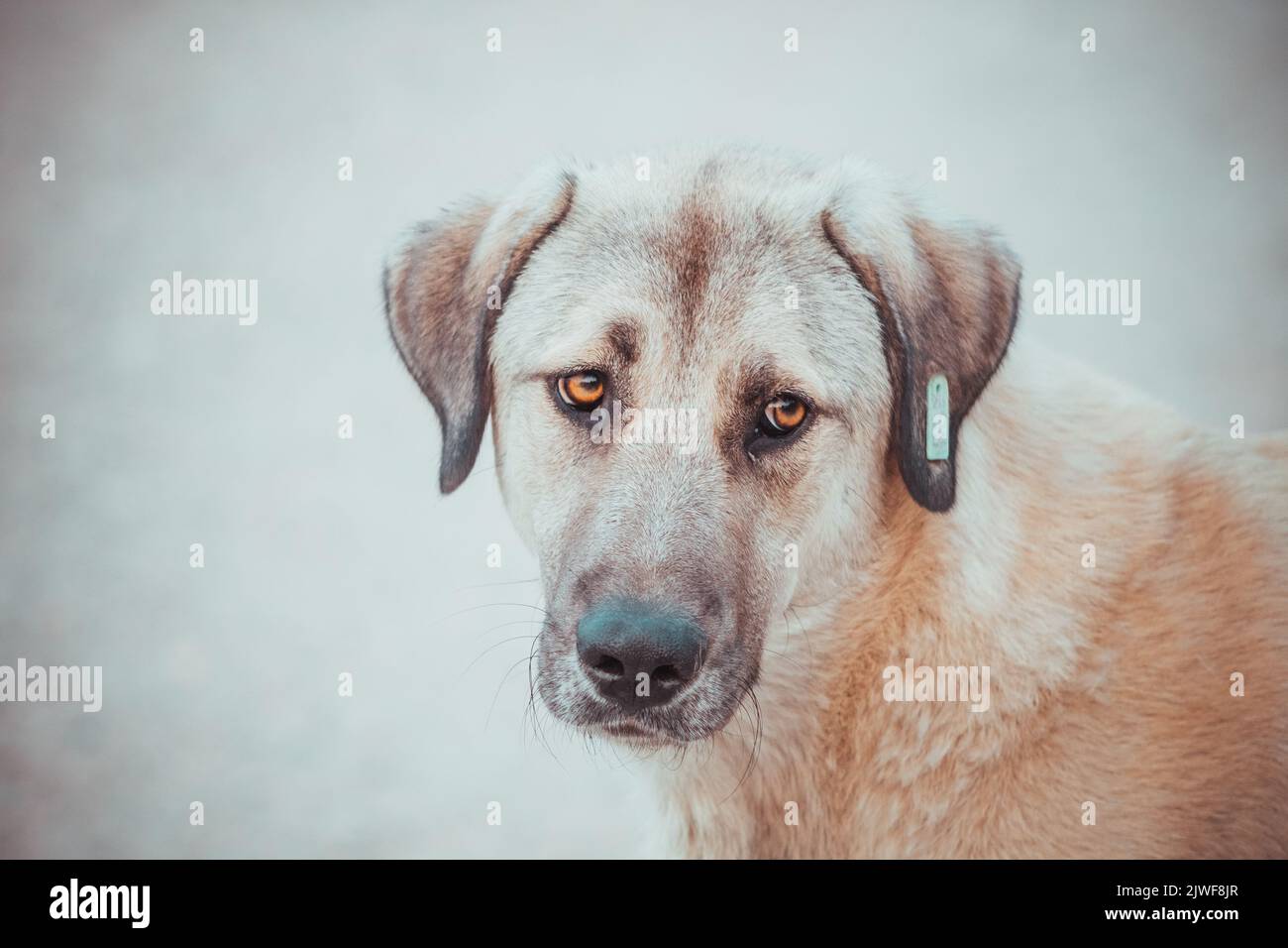 Sad eyes hi-res stock photography and images - Alamy