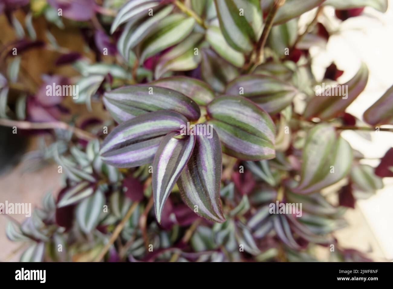 Tradescantia zebrina flowers leaves hi-res stock photography and images ...