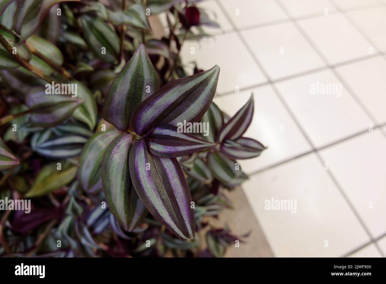 Wandering dude plant hi-res stock photography and images - Alamy