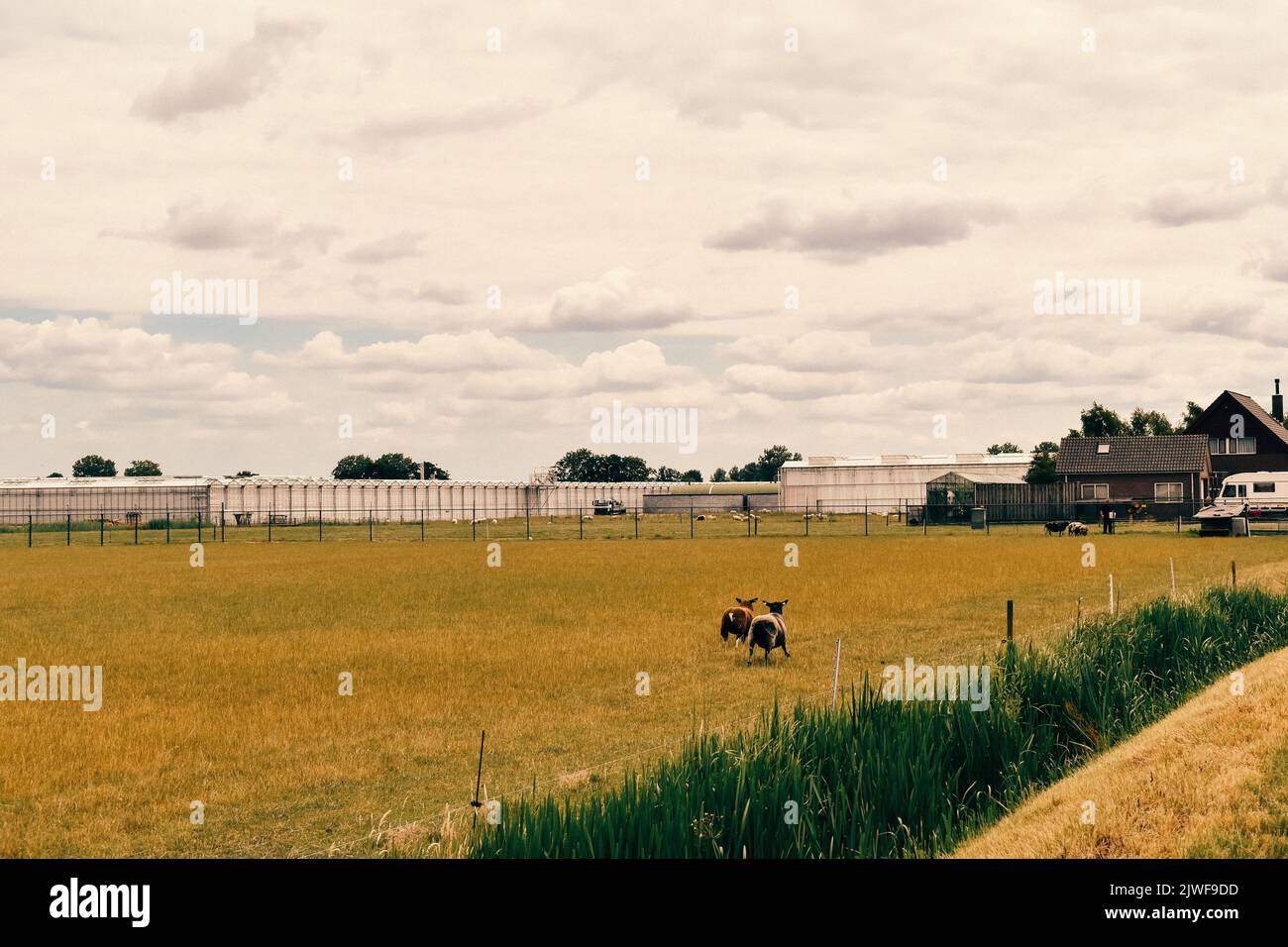 Living in a Quite Town, De Lier, June 2019 Stock Photo - Alamy