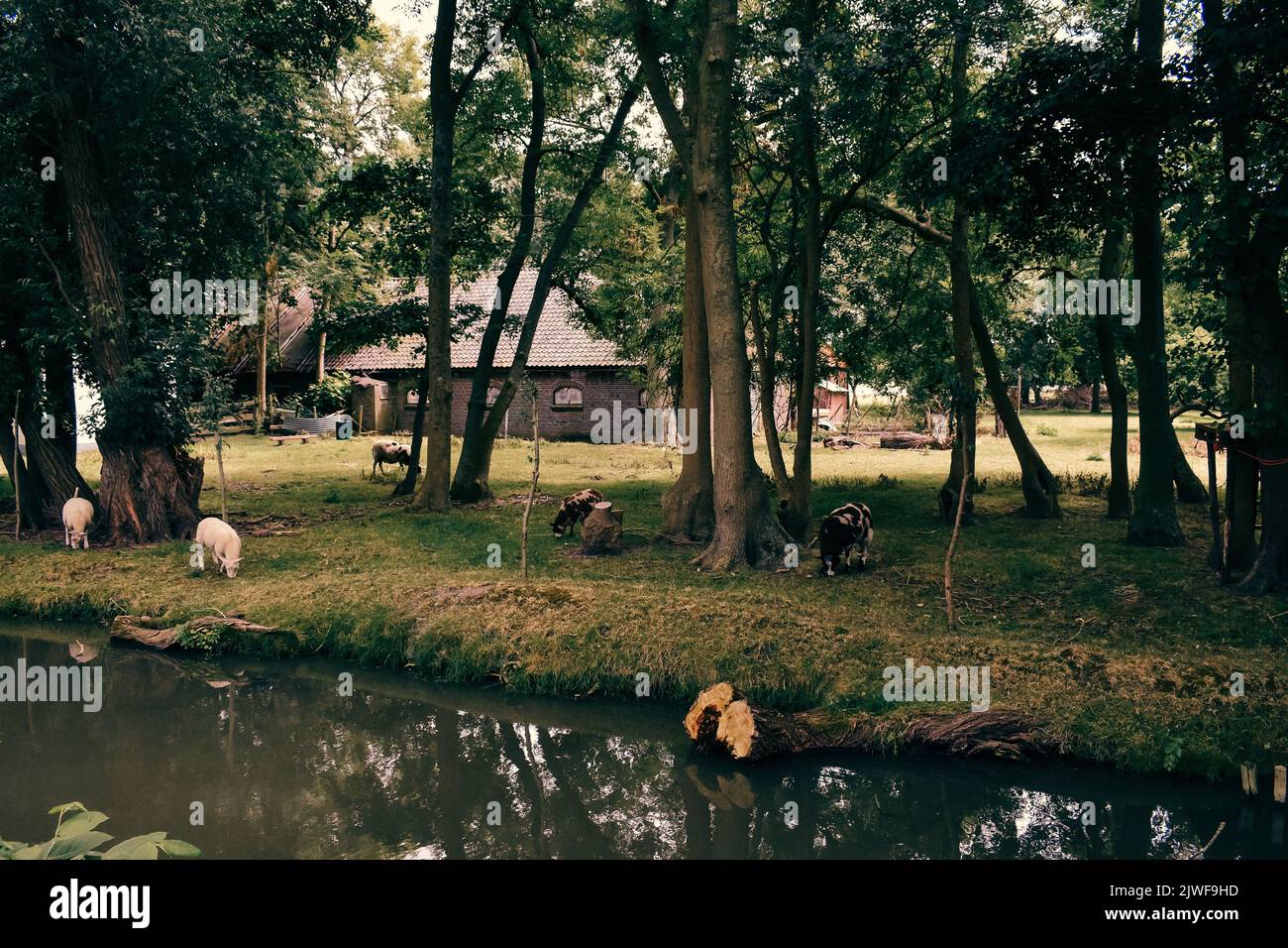Living in a Quite Town, De Lier, June 2019 Stock Photo - Alamy