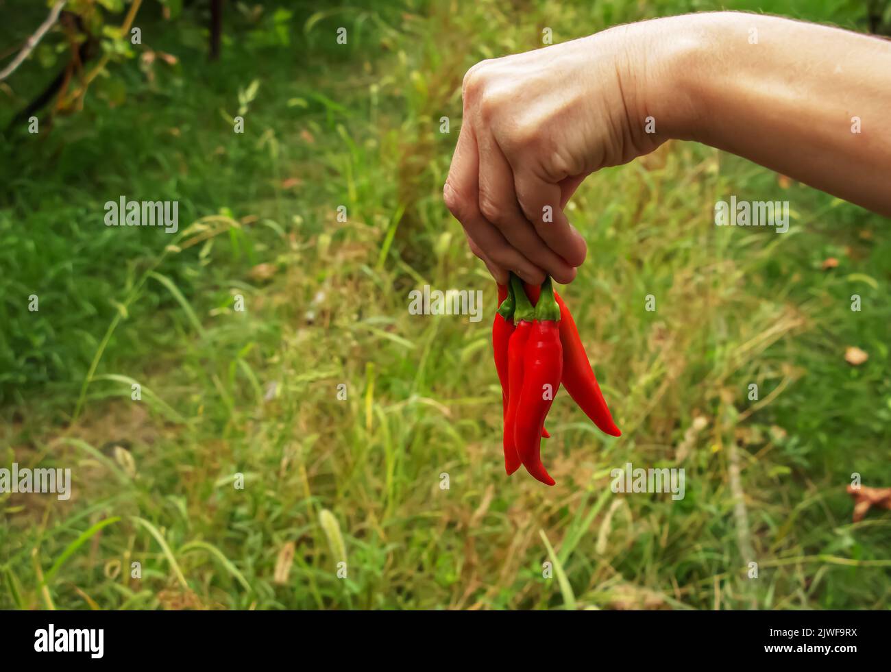 Green chilli burning hands hi-res stock photography and images - Alamy