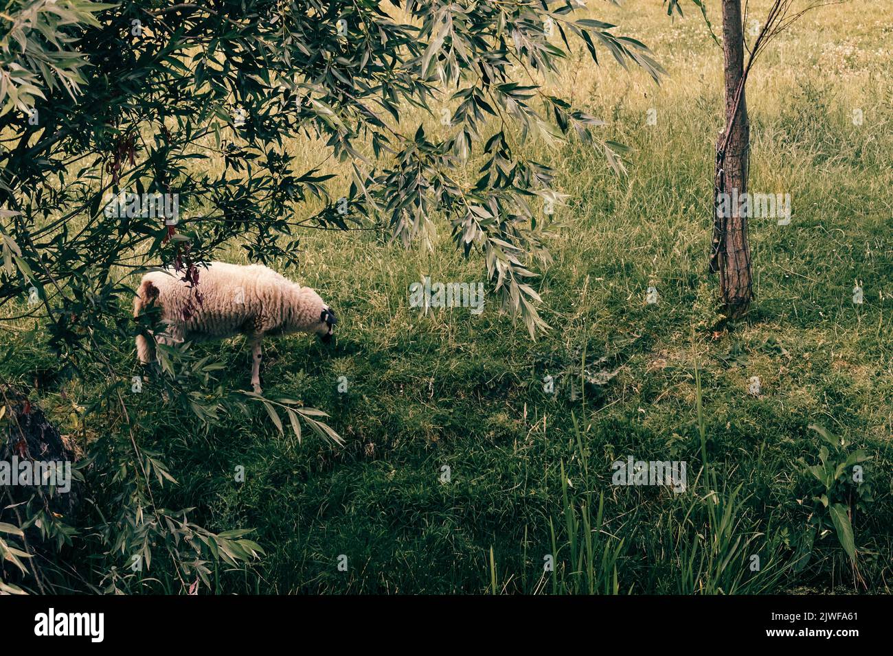 Living in a Quite Town, De Lier, June 2019 Stock Photo - Alamy