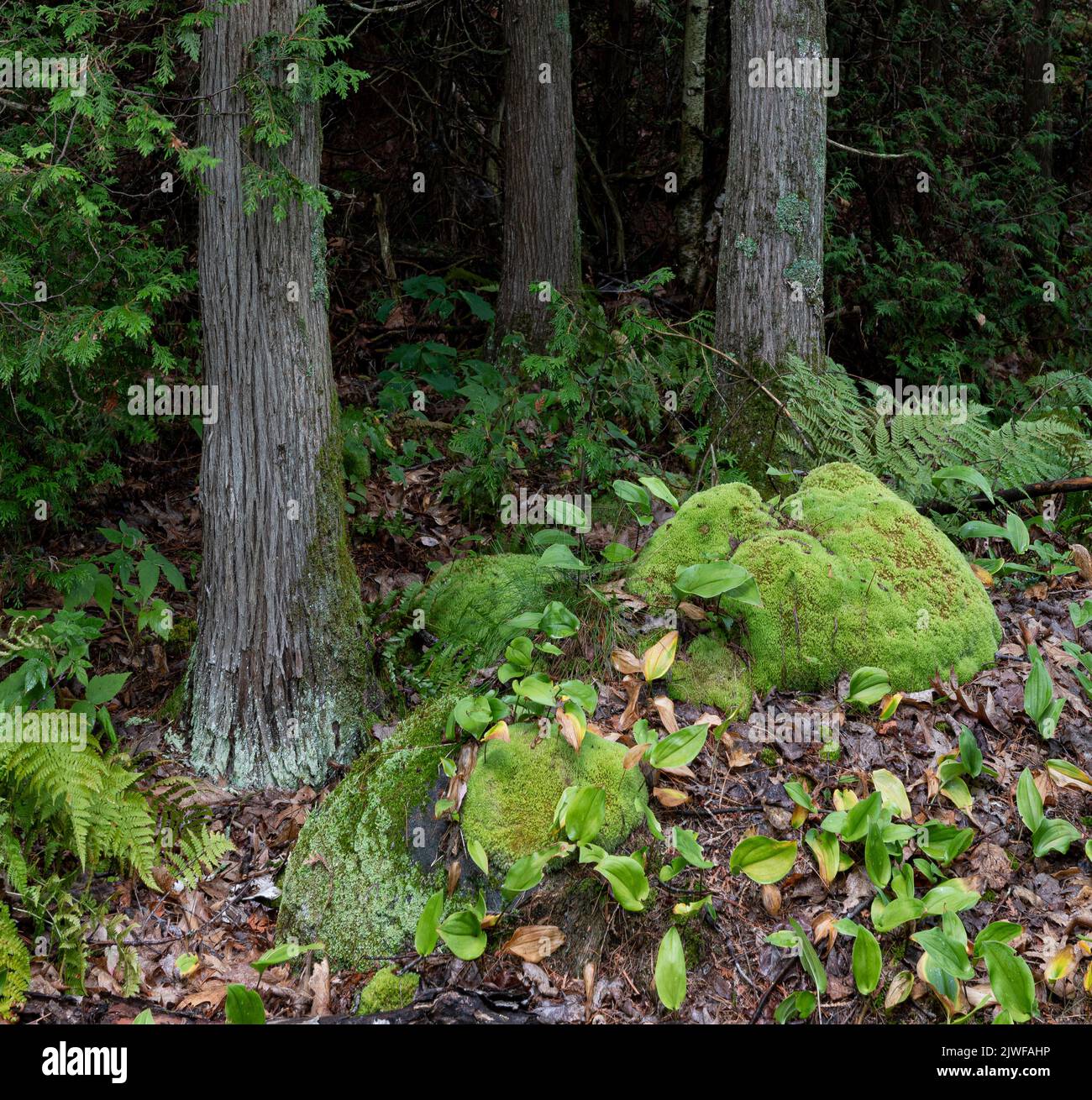Cushion moss, Canada mayflower, ferns, and northern white cedar trees ...