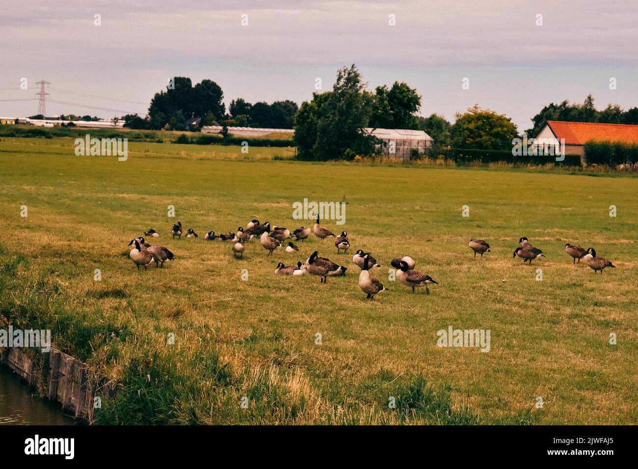 Living in a Quite Town, De Lier, June 2019 Stock Photo - Alamy