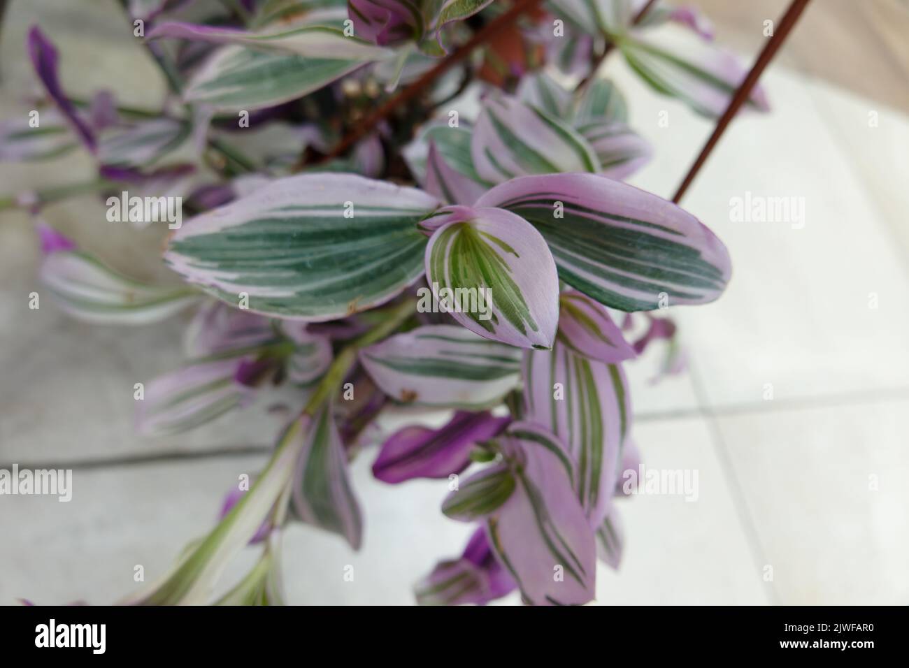 Wandering Jew, Wandering Dude, Inch Plant, Spiderwort or Tradescantia ...