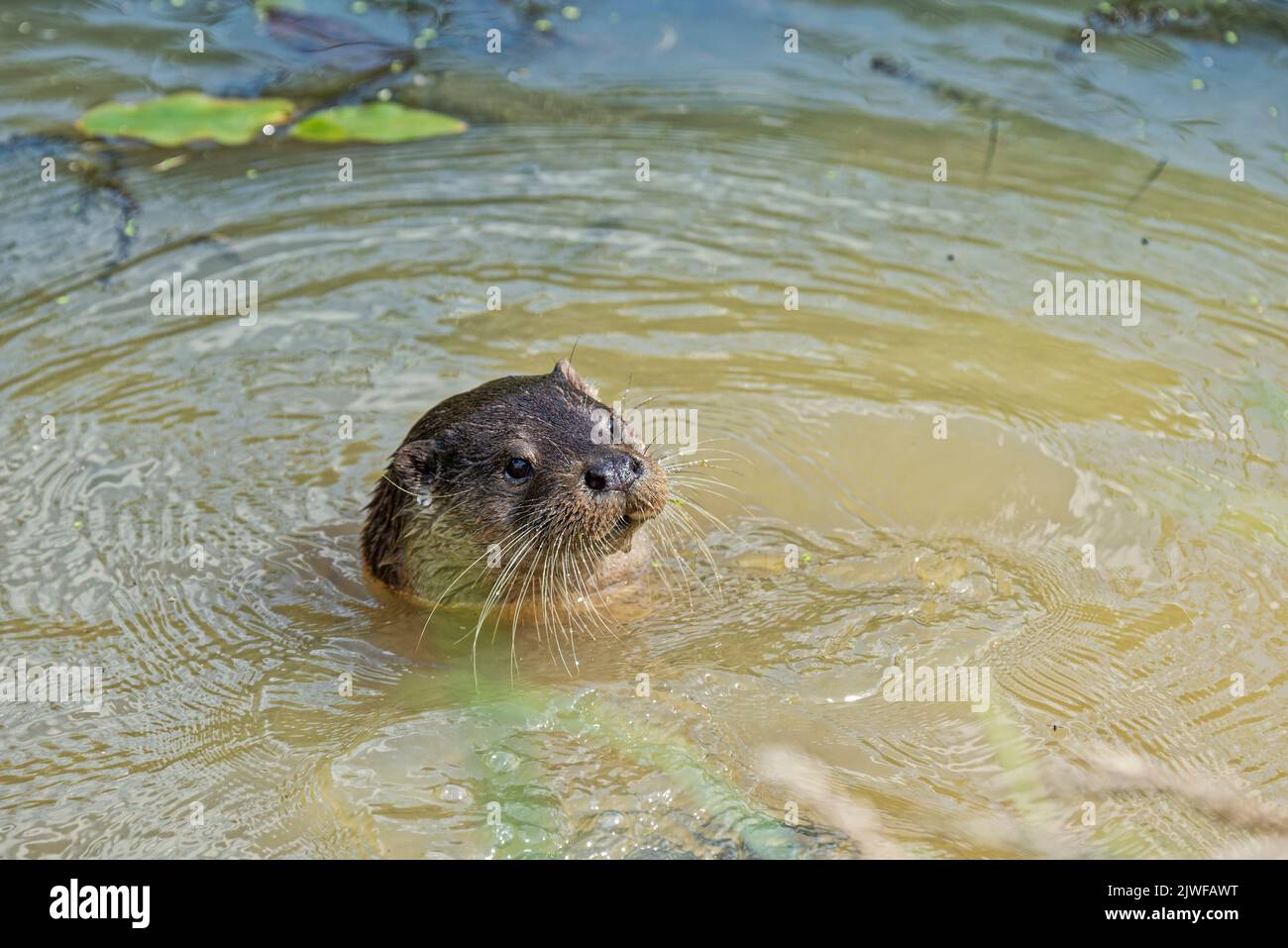 The head of swimming lutra , also known as Eurasian otter Stock Photo ...