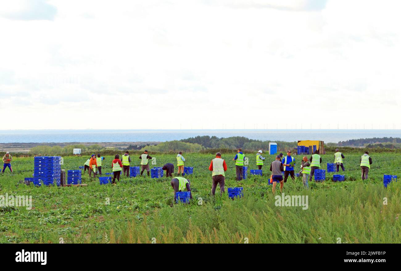 Immigrant labour, agricultural, workers, harvesting, asparagus crop ...