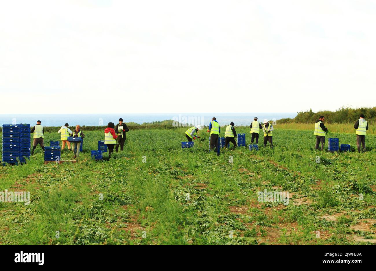 Immigrant labour, agricultural, workers, harvesting, asparagus crop ...
