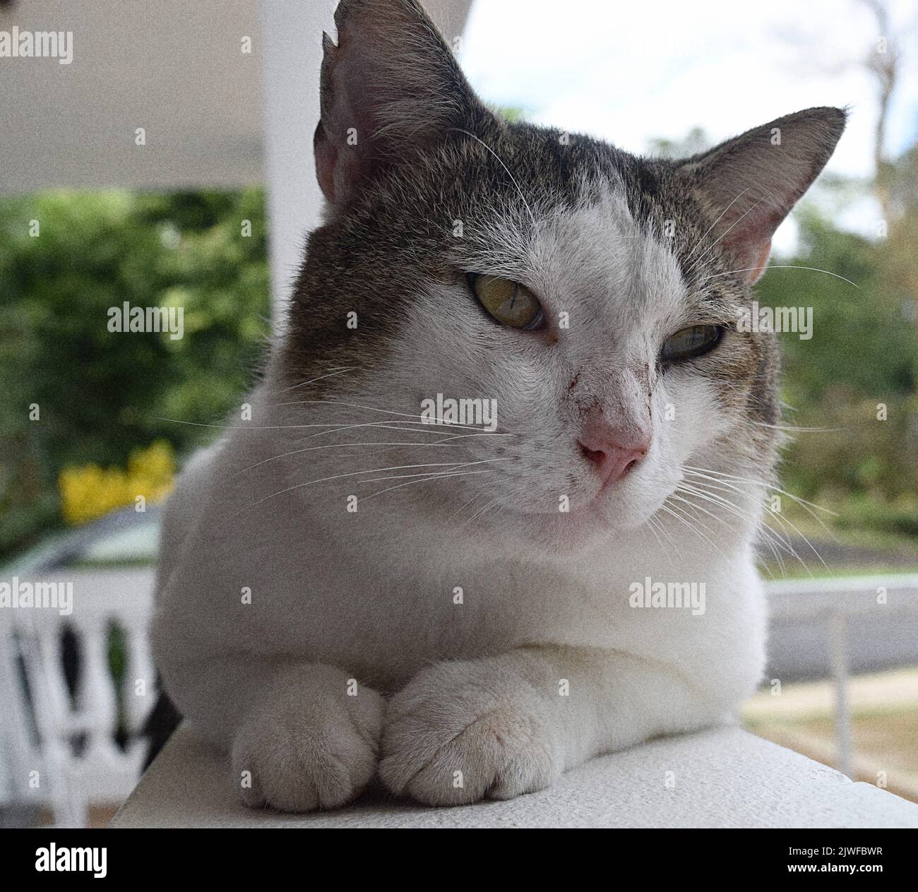 Gato mestico hi-res stock photography and images - Alamy