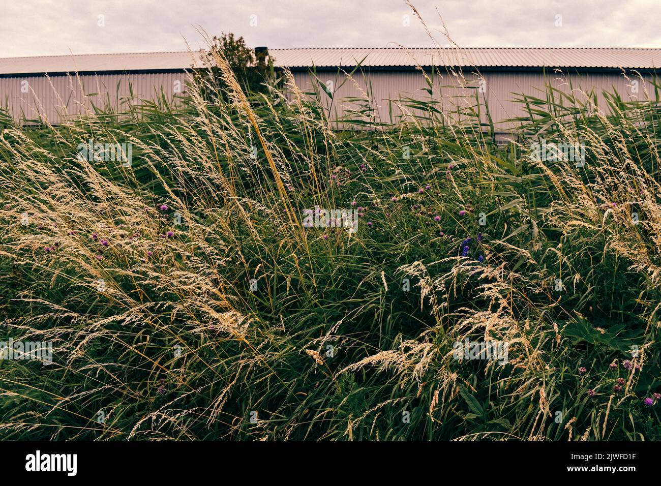 Discover the serene beauty of De Lier, Netherlands Stock Photo - Alamy
