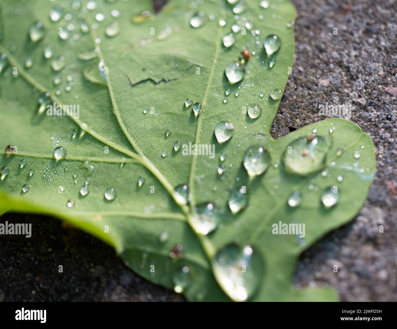Green oak leaf with water drops after rainfall. Close-up wet leaf lying ...