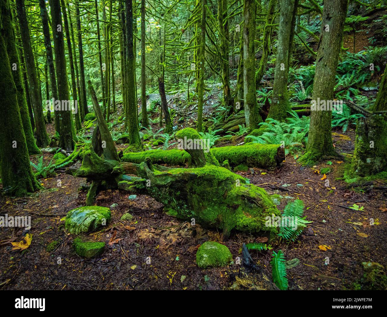 A old log sitting in a forest covered by moss Stock Photo - Alamy