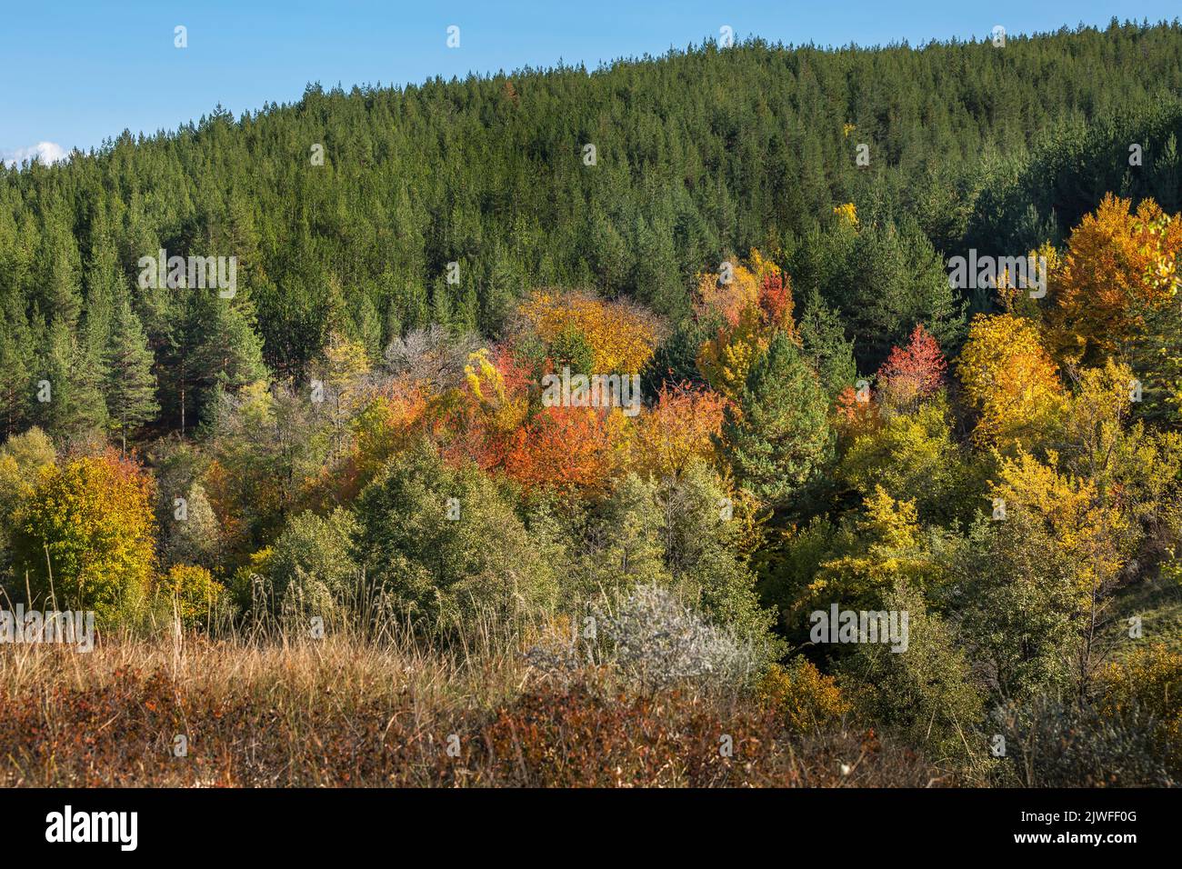 Autumn forest multicolored trees fall background texture Stock Photo ...