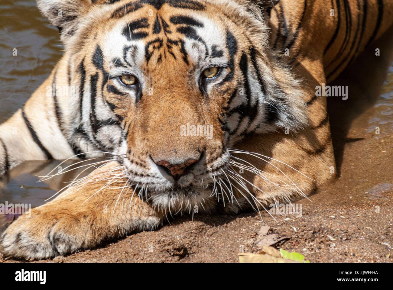 A portrait of a tiger (Panthera tigris) lying and looking at the camera ...