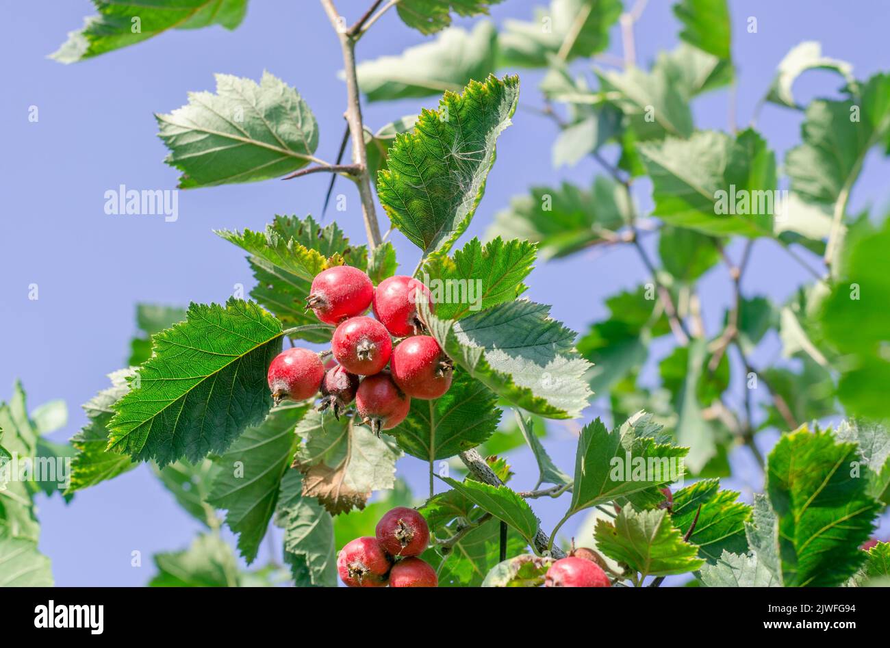 Hawthorn fruits on tree branches. Bunches of hawthorn on a background ...