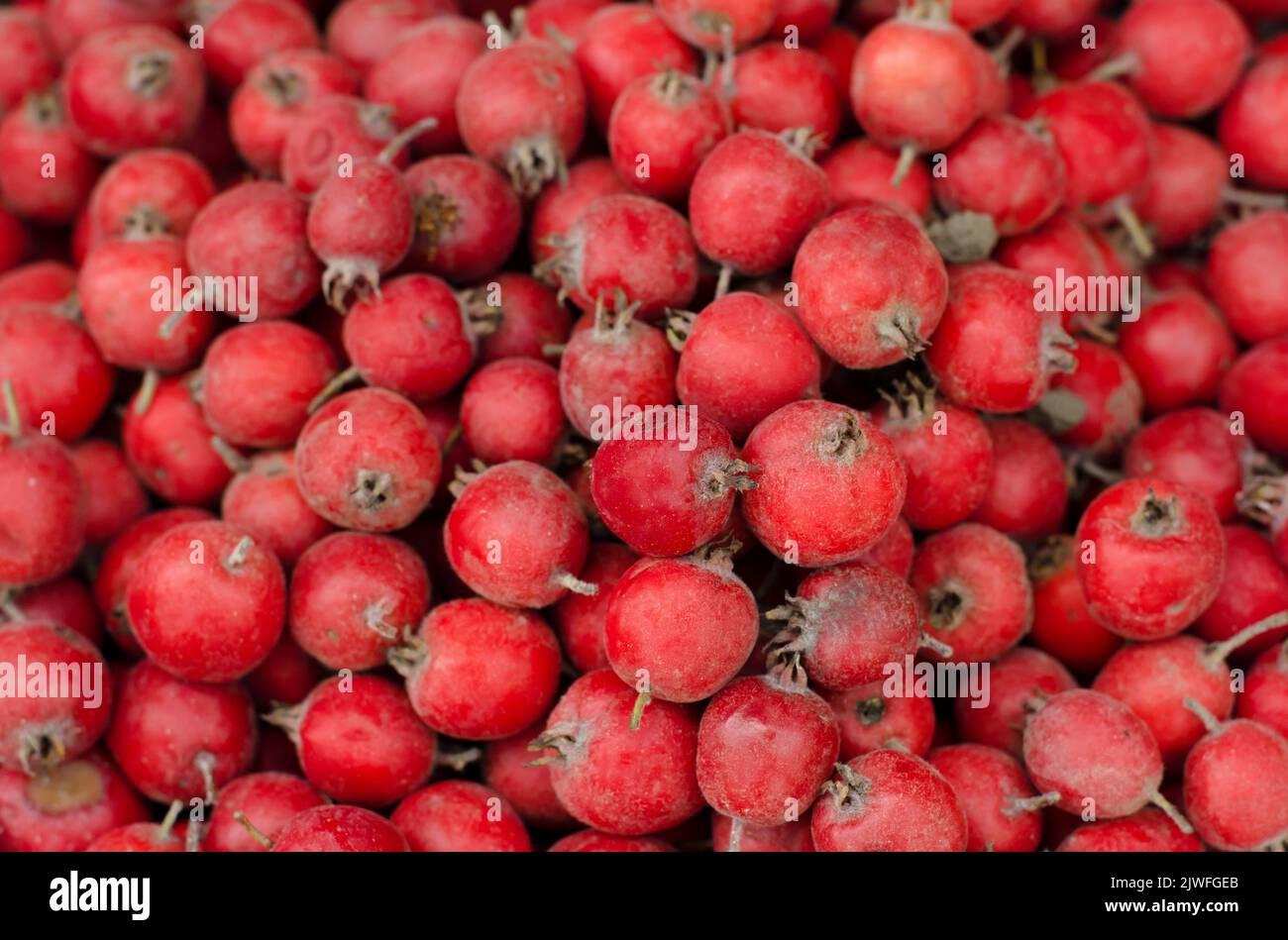 Ripe juicy fruits of hawthorn, close-up. Harvesting Stock Photo - Alamy