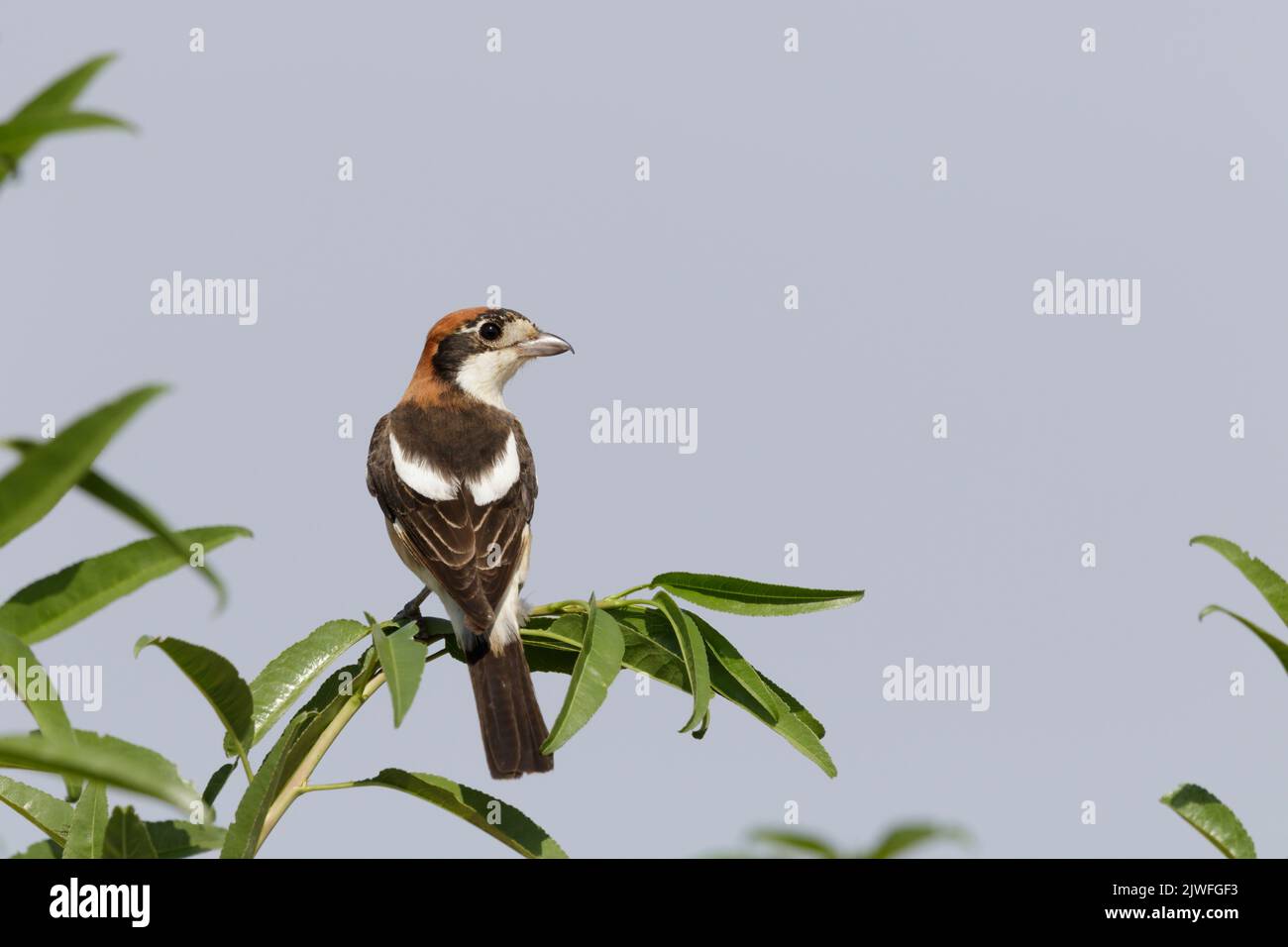 Woodchat Shrike (Lanius senator) , in its habitat Stock Photo - Alamy