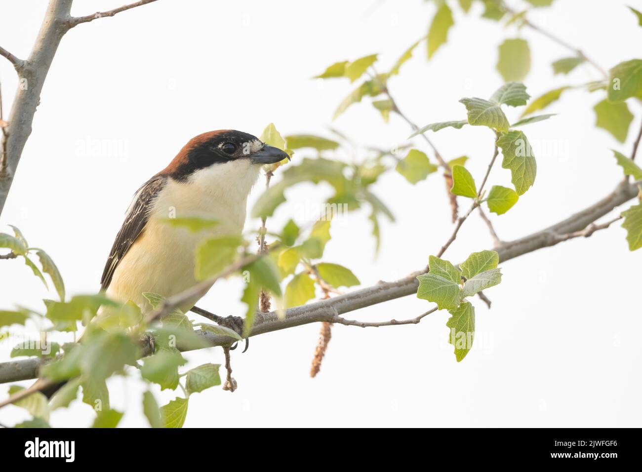 Woodchat Shrike (Lanius senator) , in its habitat Stock Photo - Alamy