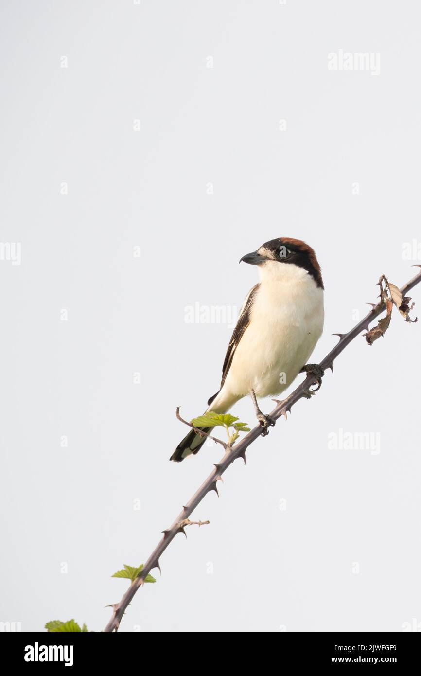 Woodchat Shrike (Lanius senator) , in its habitat Stock Photo - Alamy
