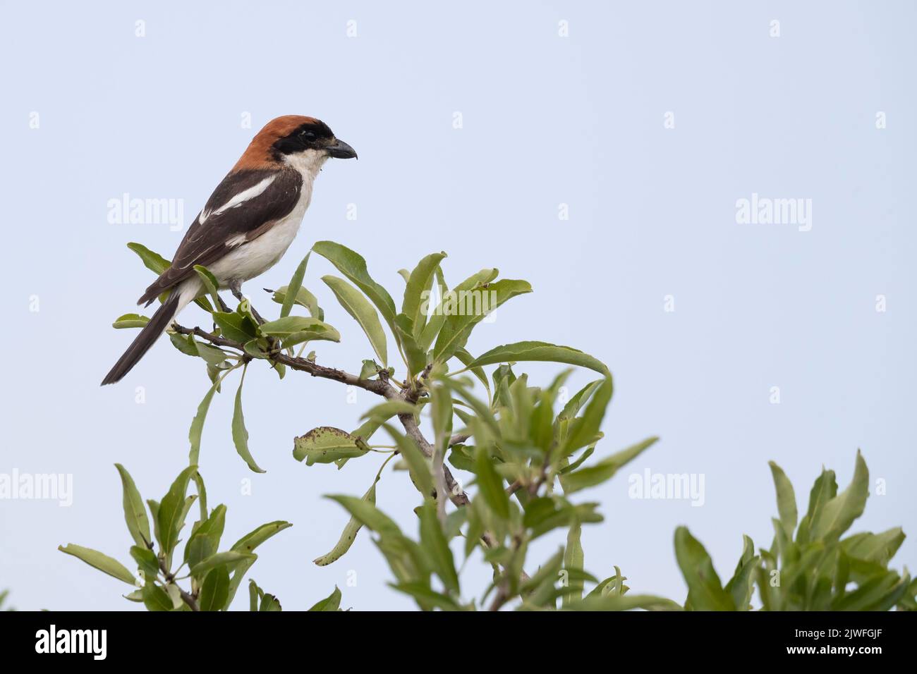 Woodchat Shrike (Lanius senator) , in its habitat Stock Photo - Alamy
