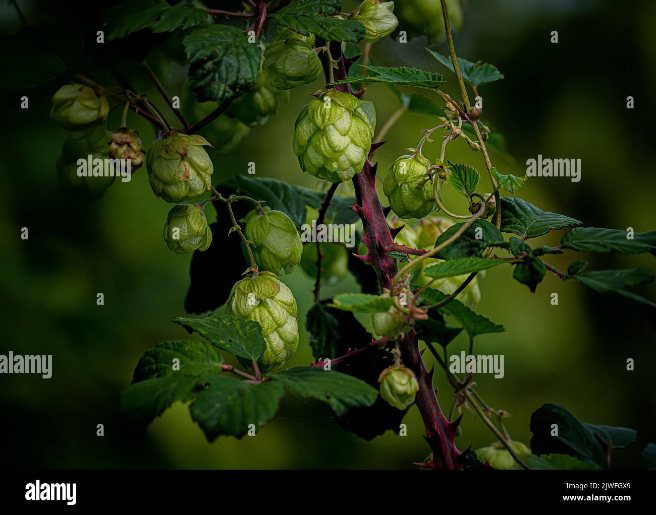 Hops Humulus lupulus growing in a North Norfolk hedgerow at Kelling, UK ...